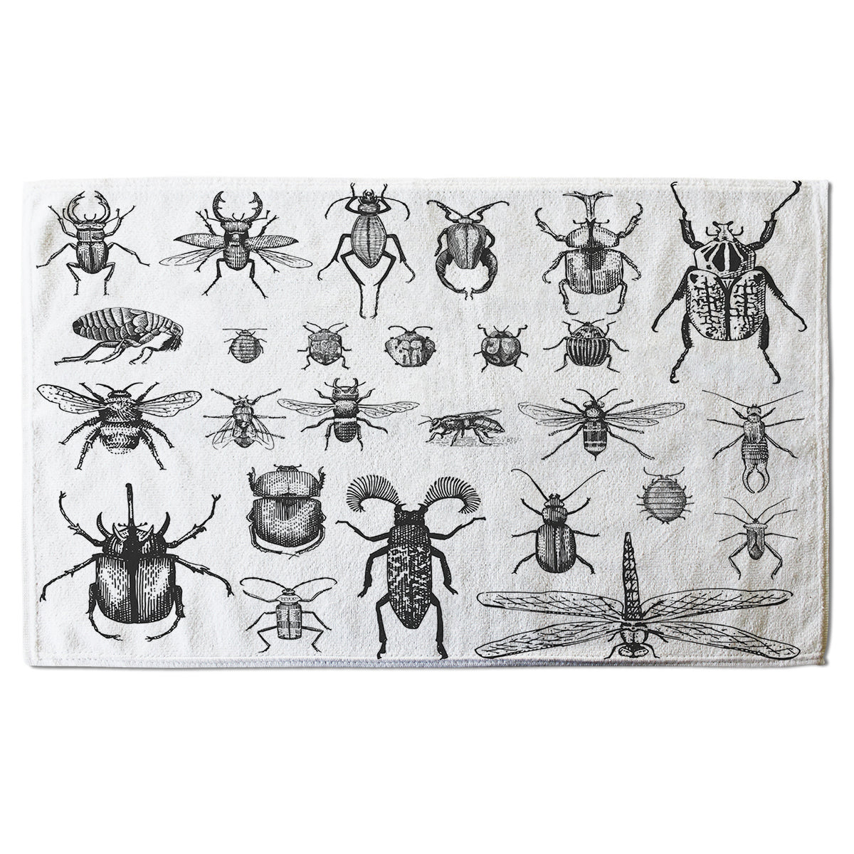 big set of insects bugs beetles and bees, fleas many species in vintag ...