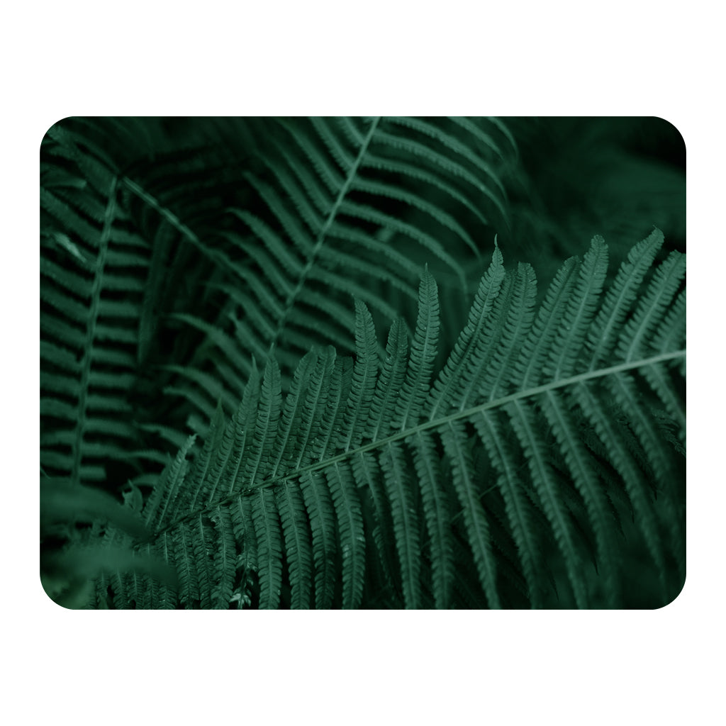 Deep green fern leaves texture. Fern in the forest. Plants background ...