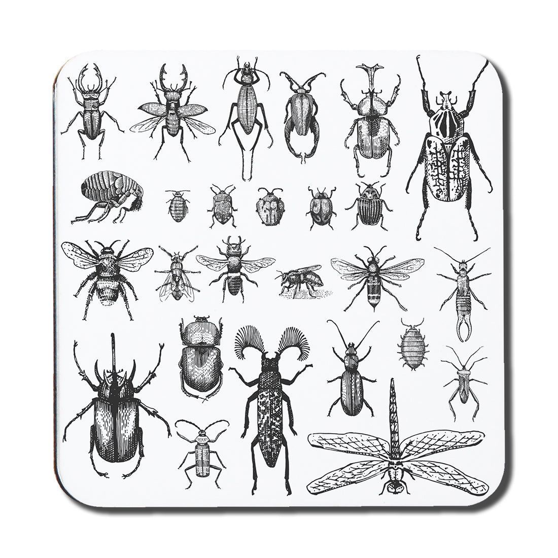 big set of insects bugs beetles and bees, fleas many species in vintag ...